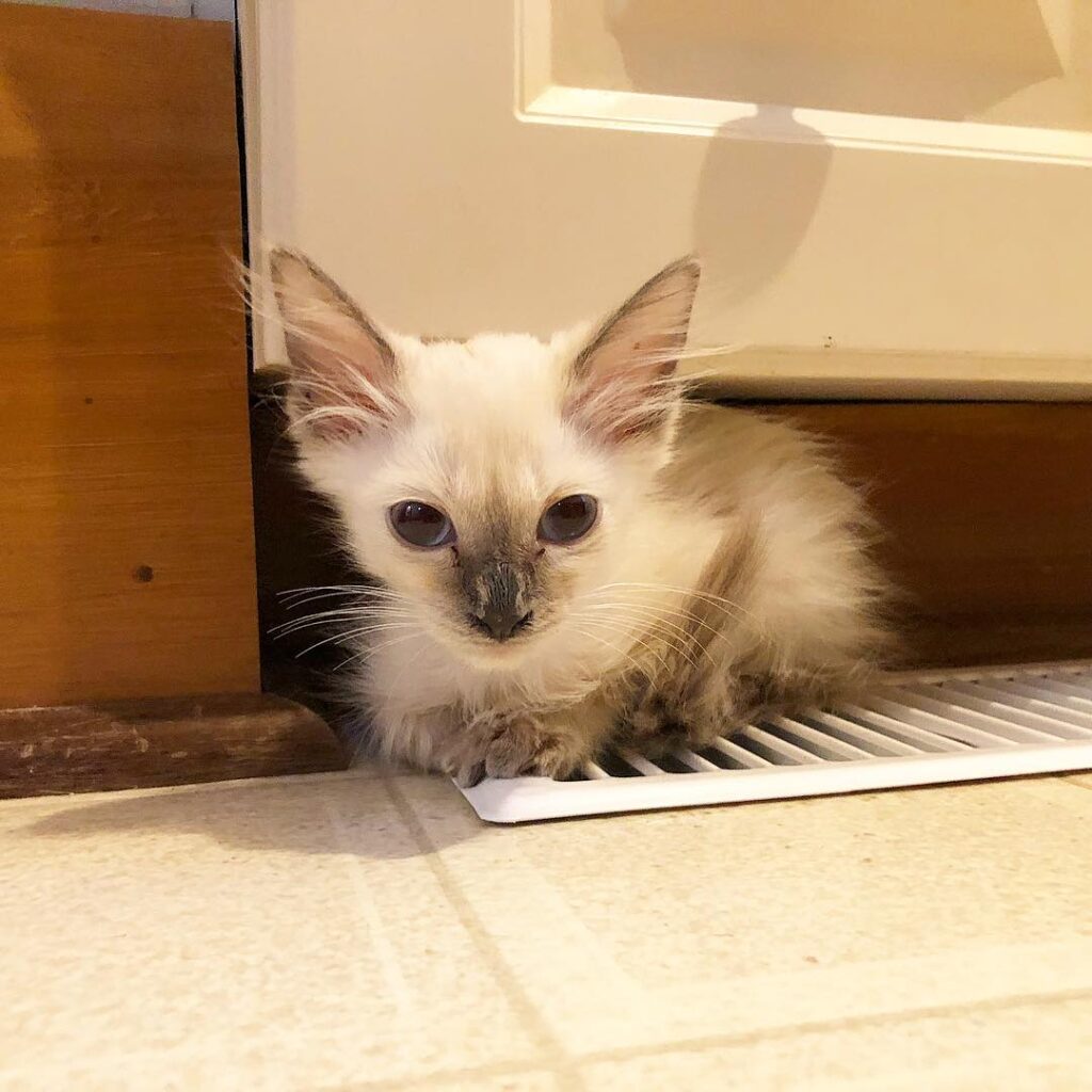 Fluffy Balinese Cats Home – Balinese Cats For Sale