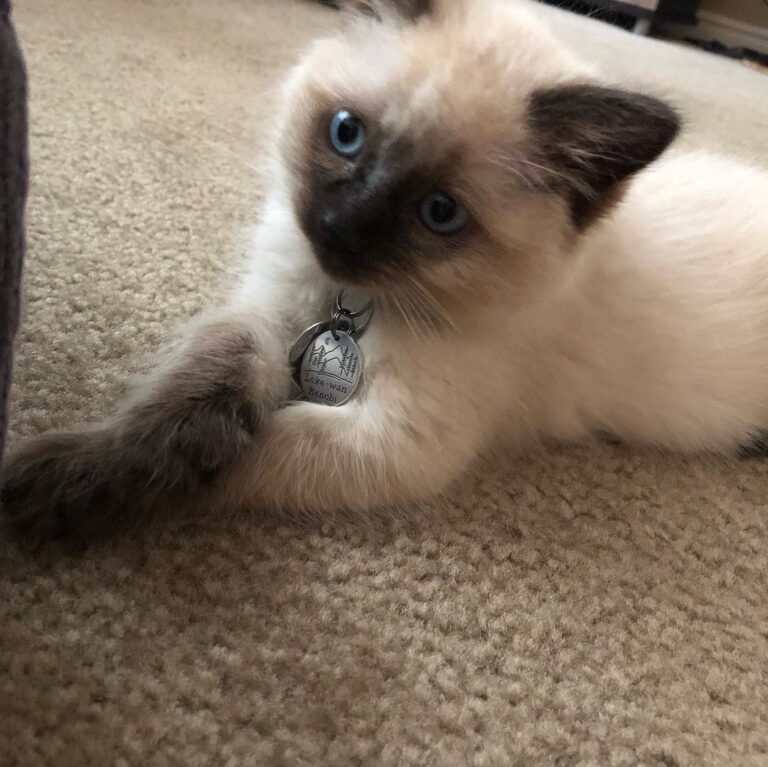 Fluffy Balinese Cats Home – Balinese Cats For Sale